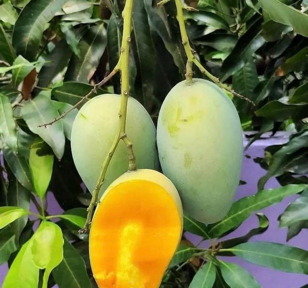 Grafted, Valencia Pride Tree. Grafted in 1/2 Gallon Pot - Etsy