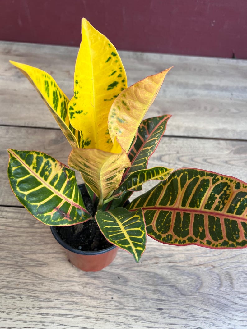 Croton Petra in 4" Pot, House Plant, Indoor, Outdoor - Etsy