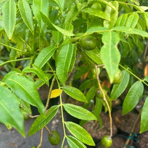 June Plum Dwarf, Ambarella Fruits, Jewel Plums in 10" Pot, Kedondong ...