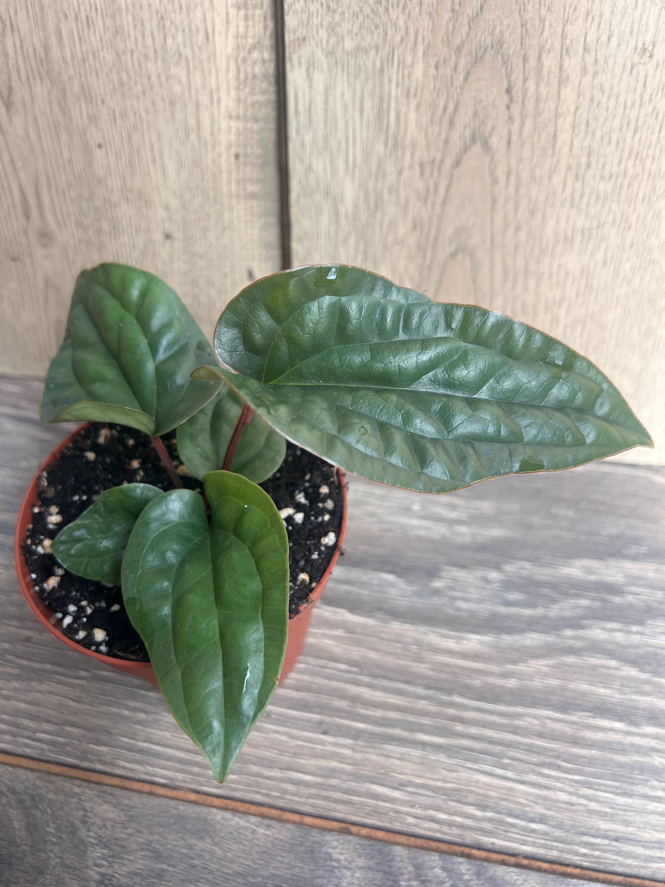 Anthurium Radican X Luxurian in 4" Pot, Live Plant - Etsy