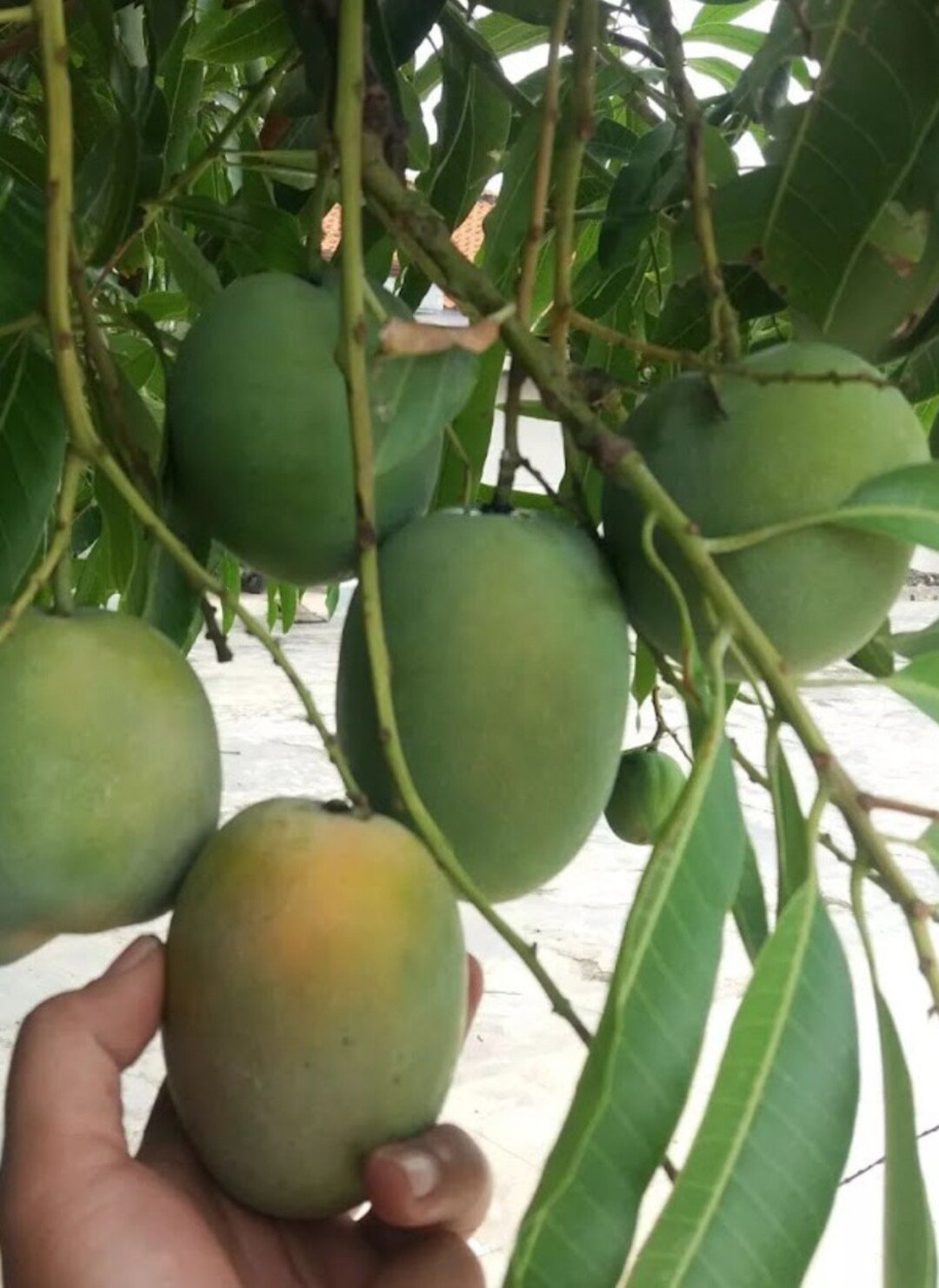 Sugar Loaf Mango Tree. Grafted in 3 Gallons Pot, No Ship to HI - Etsy