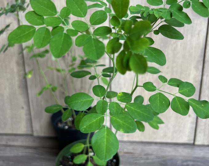 Moringa in 4" Pot, Kelor, Moringa Plant - Etsy