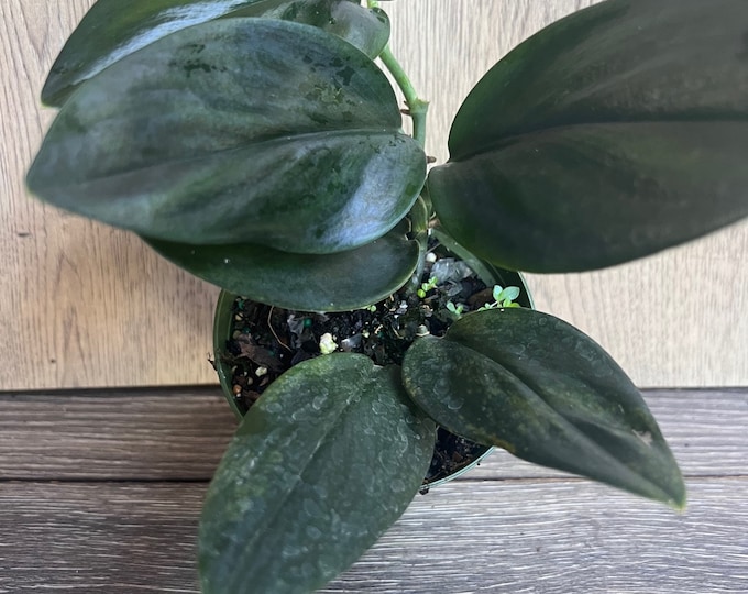 Silver Cloud Scindapsus - Rare - Silver Satin Pothos - Available in 6” Pots - Etsy