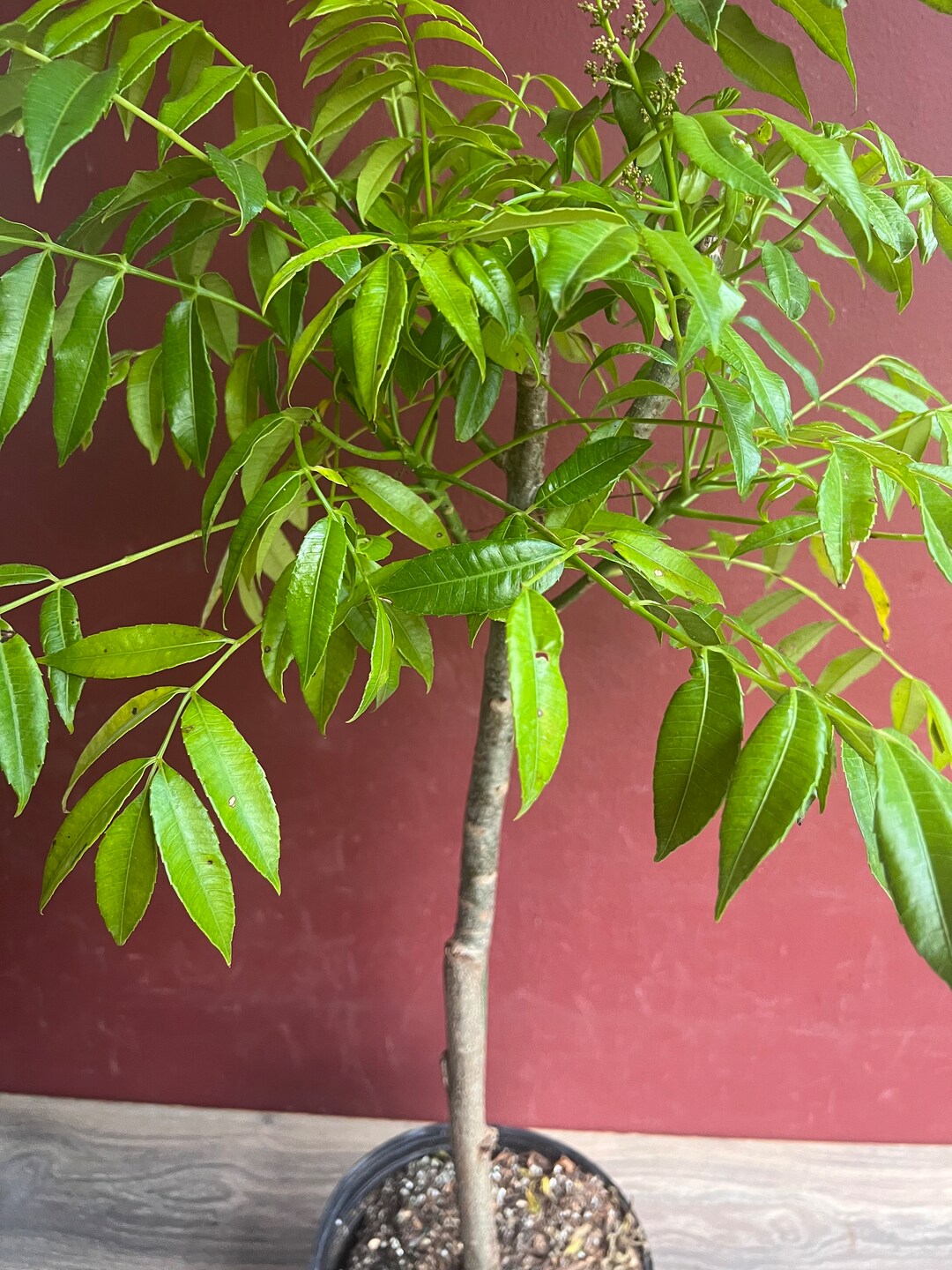 Large June Plum Dwarf, Ambarella Fruits, Jewel Plums in 10 Pot ...