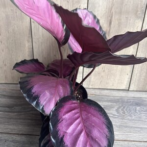 Calathea Pink Star in 6" Pot - Etsy