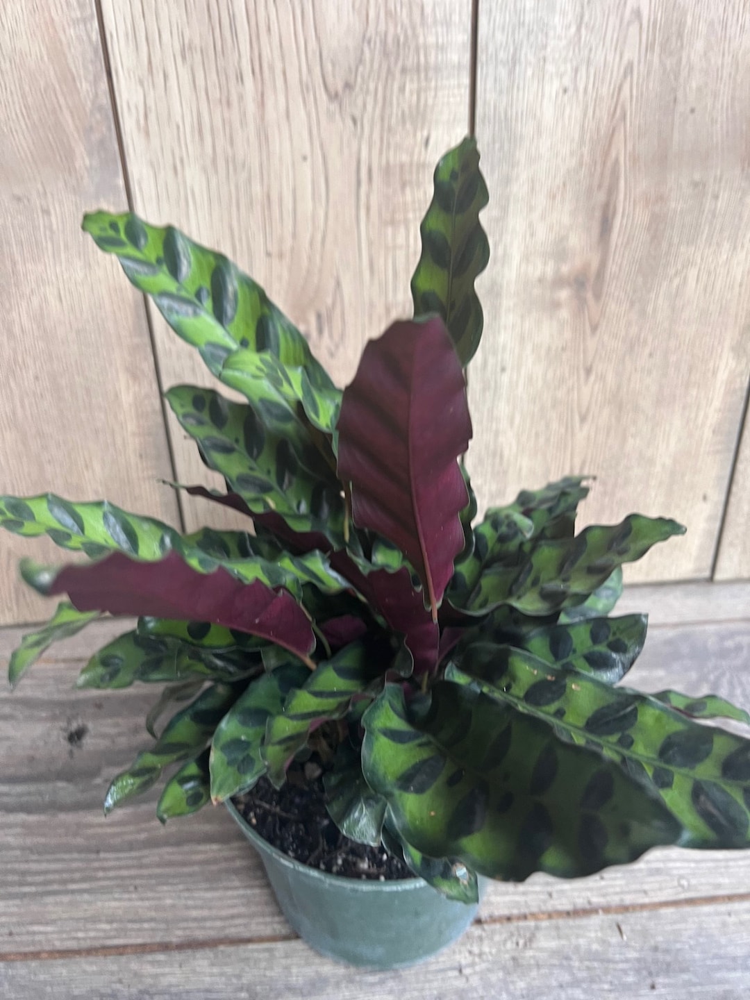 Rattlesnake Plant - Calathea Lancifolia - House Plant in 4" Pot, Prayer ...