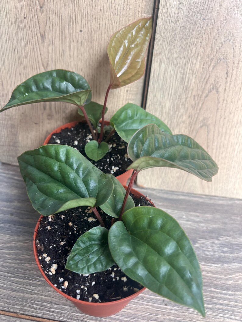 Anthurium Radican X Luxurian in 4" Pot, Live Plant - Etsy