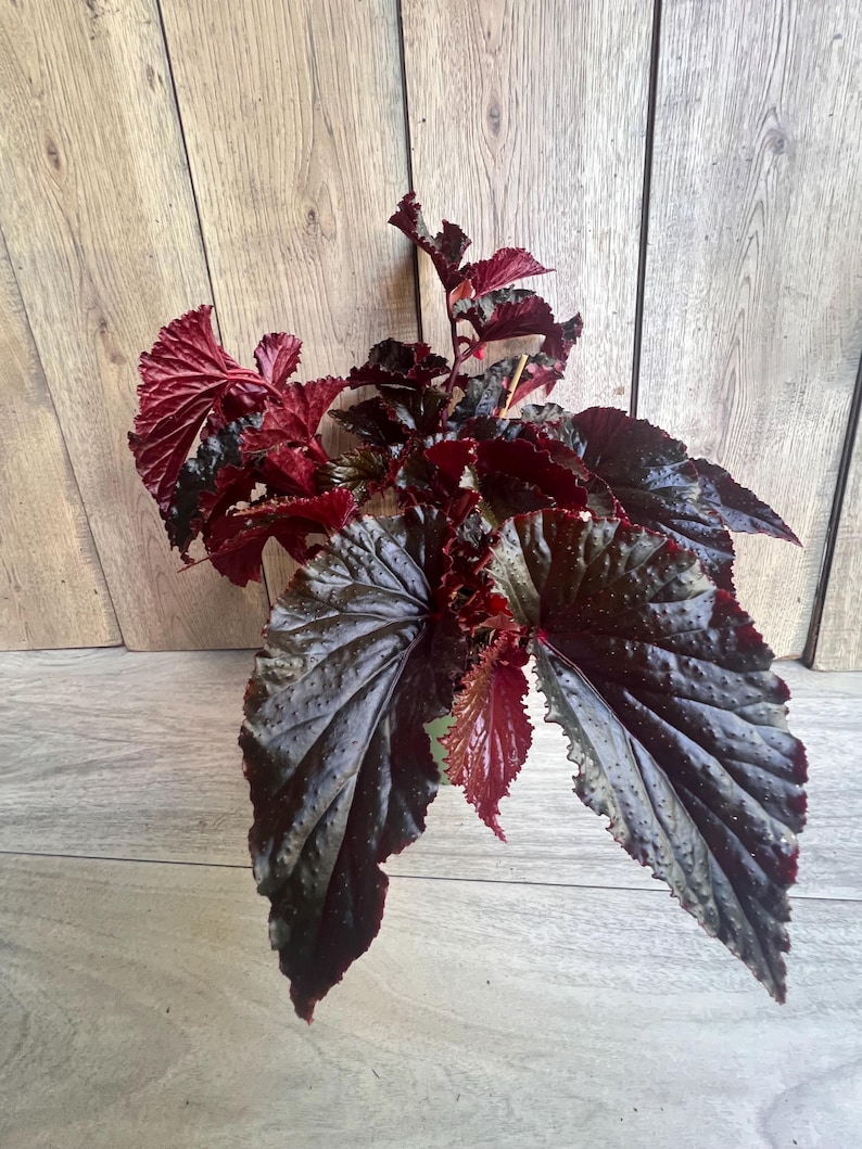 The Black Magic Begonia in 6" Pot - Etsy