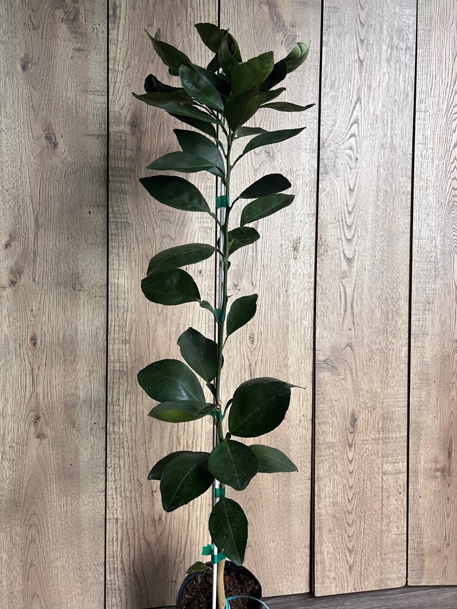 Grafted Shiranui Dekopon Mandarin Orange Tree in Half Gallon Pot ...