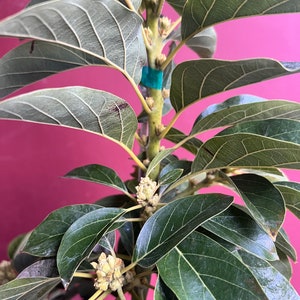 Donnie Avocado Tree , Grafted in 3 Gallons Pot, No Ship to CA and HI - Etsy