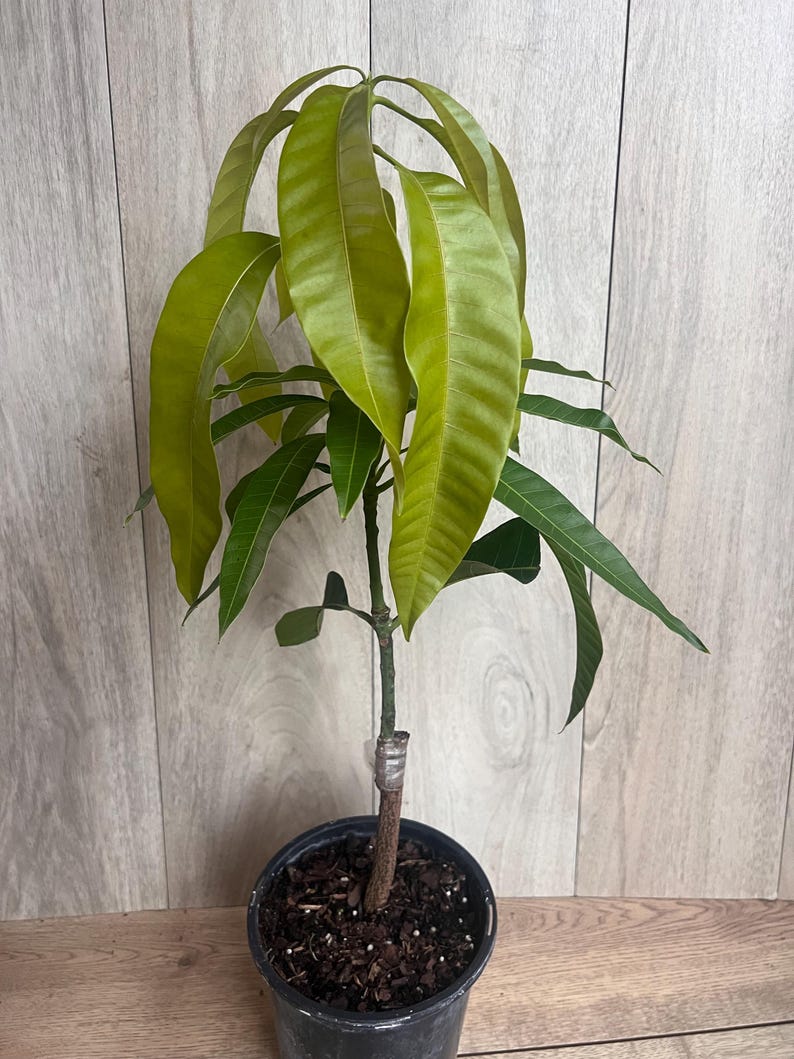 Grafted Keitt Mango Tree, Dwarf Variety (1/2 Gallon Pot) - Etsy