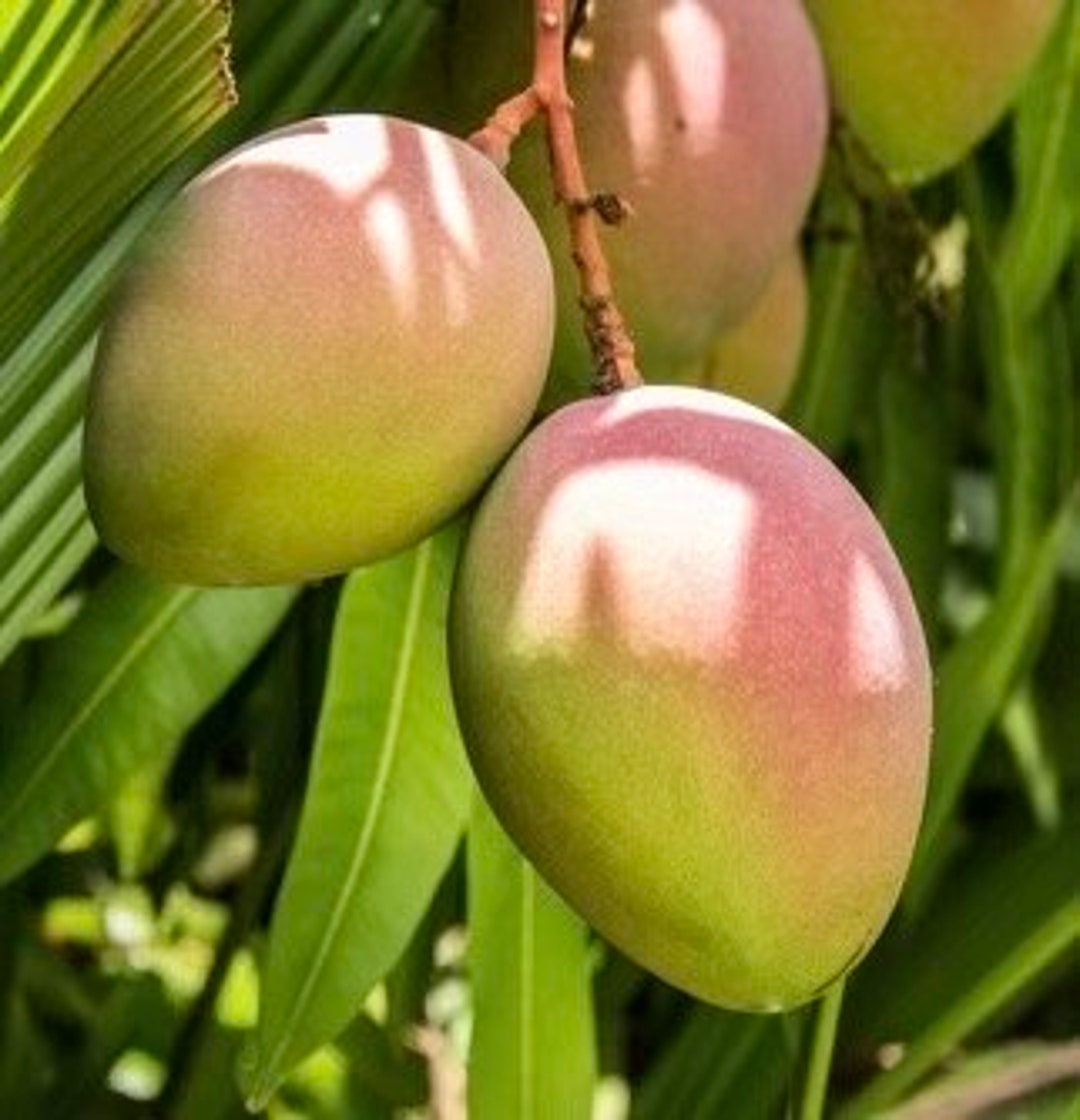 Karen Michelle Mango, Grafted in 3 Gallons Pot, No Ship to HI - Etsy