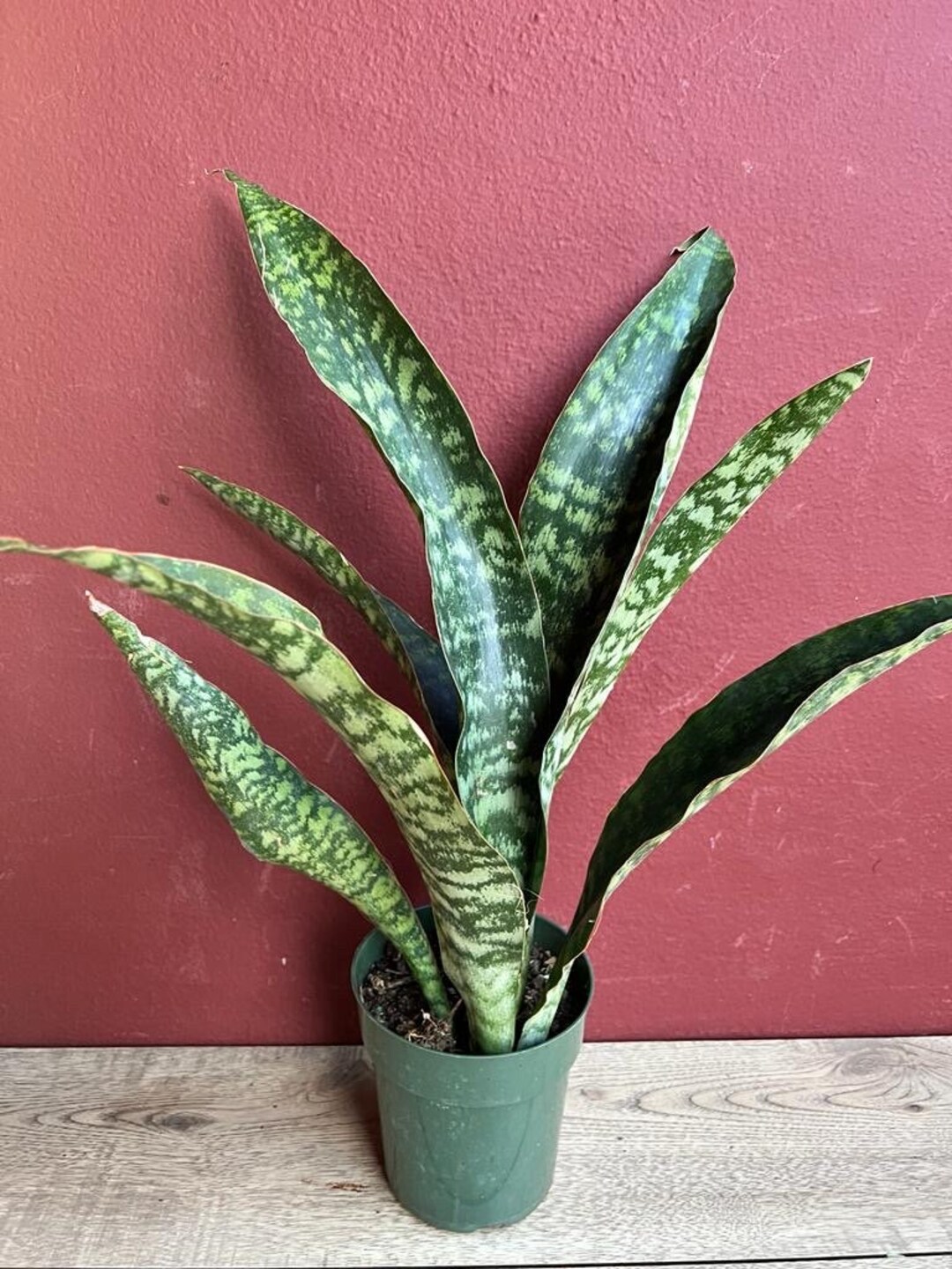 Sansevieria Jaboa, King Jaboa Snake Plant, 6" Pot - Etsy