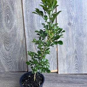 Chinese Perfume Tree, Chinese Rice Flower, in 4" Pot Aglaia Odorata - Etsy