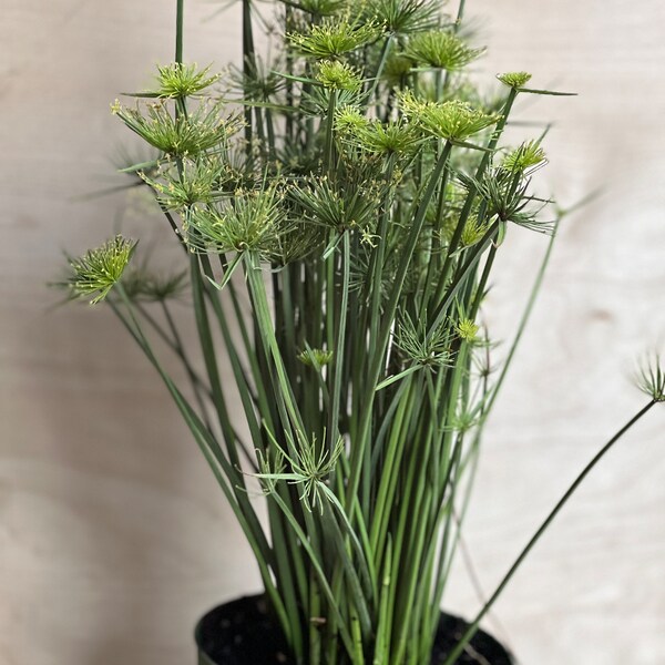 Dwarf Papyrus - Etsy