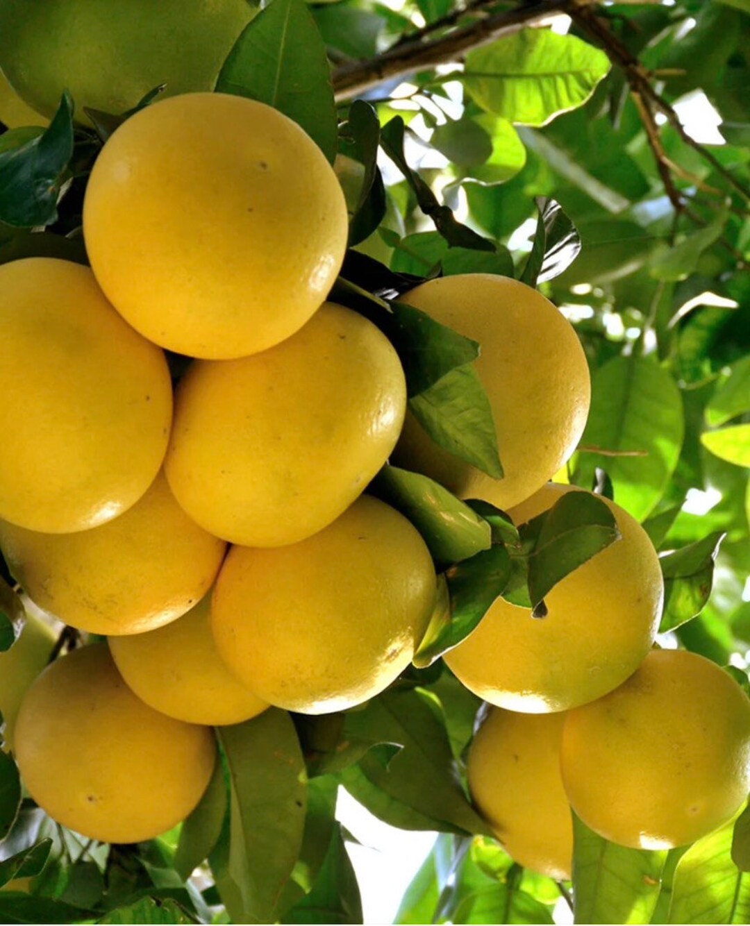 Star Ruby Grapefruit in 1/2 Gal Pot, Grafted, Florida Shipping Only - Etsy
