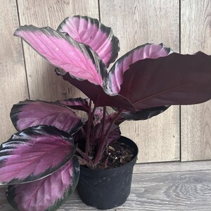 Calathea Pink Star in 6" Pot - Etsy