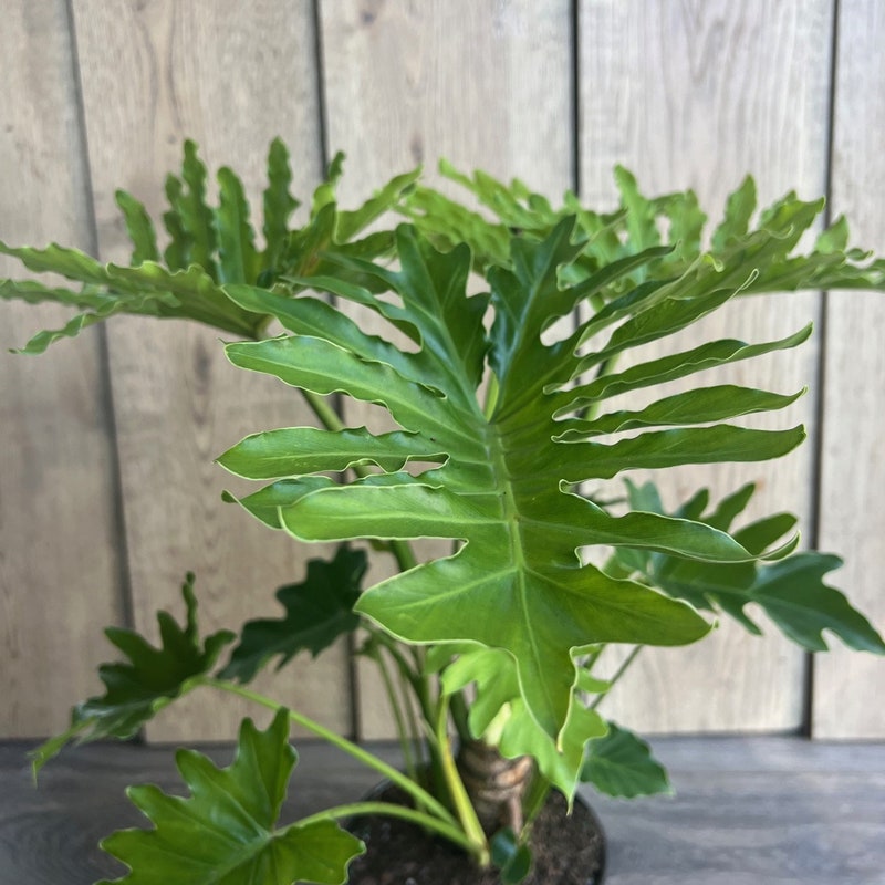 Split Leaf Philodendron Outdoor - Etsy