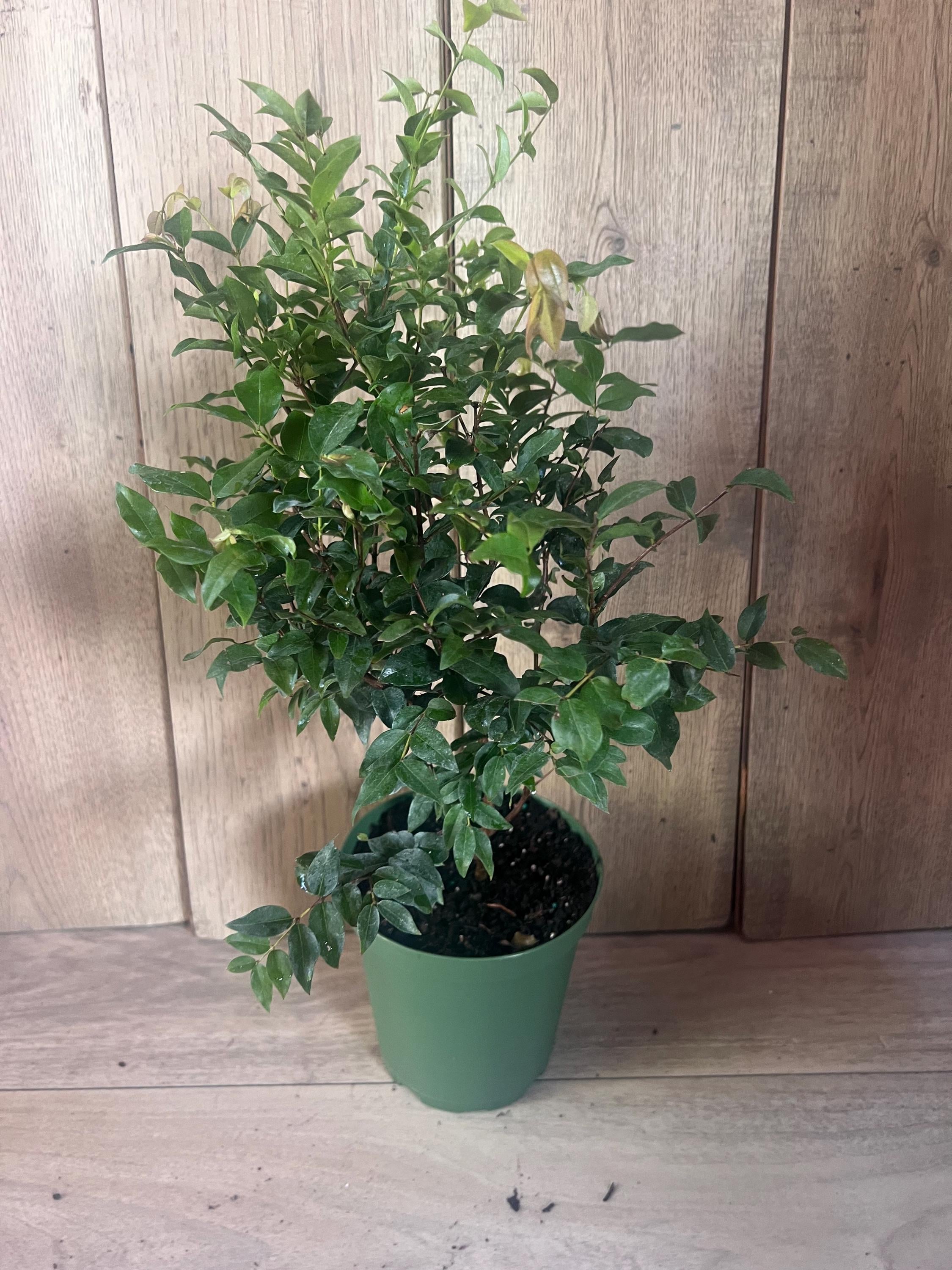 Myrciaria Cauliflora Precoce, Dwarf Red Jaboticaba Fruit Tree in 6" Pot ...