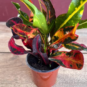 Croton Mamey in 4" Pot, House Plant, Indoor, Outdoor - Etsy