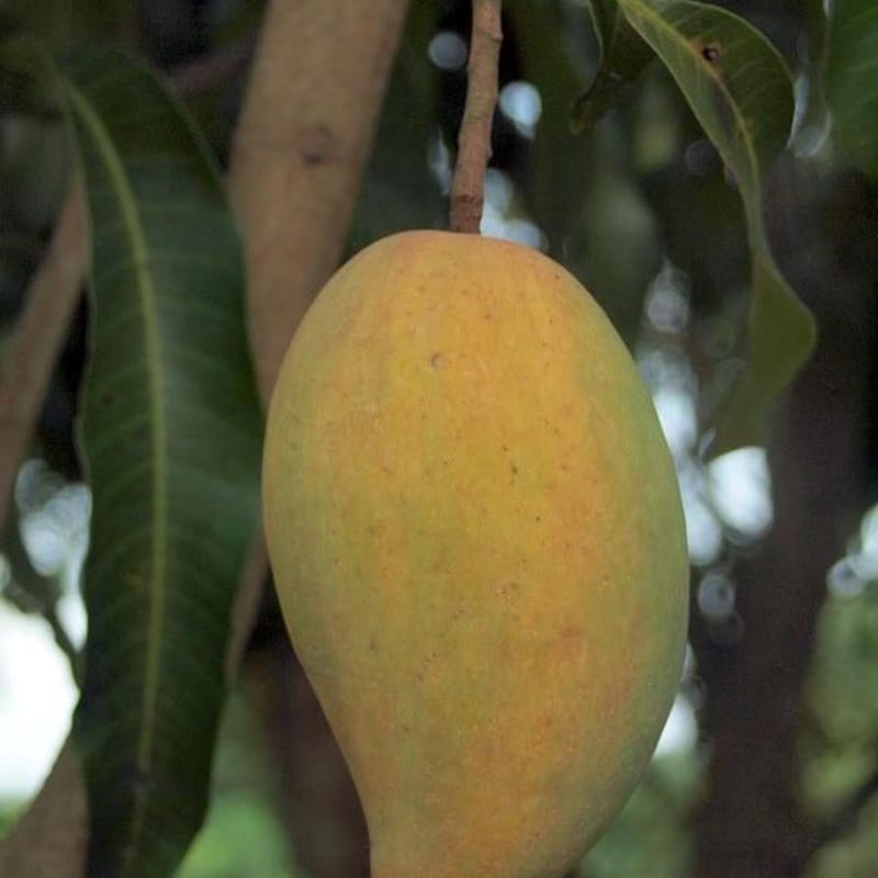 Mango Trees Seed - Etsy