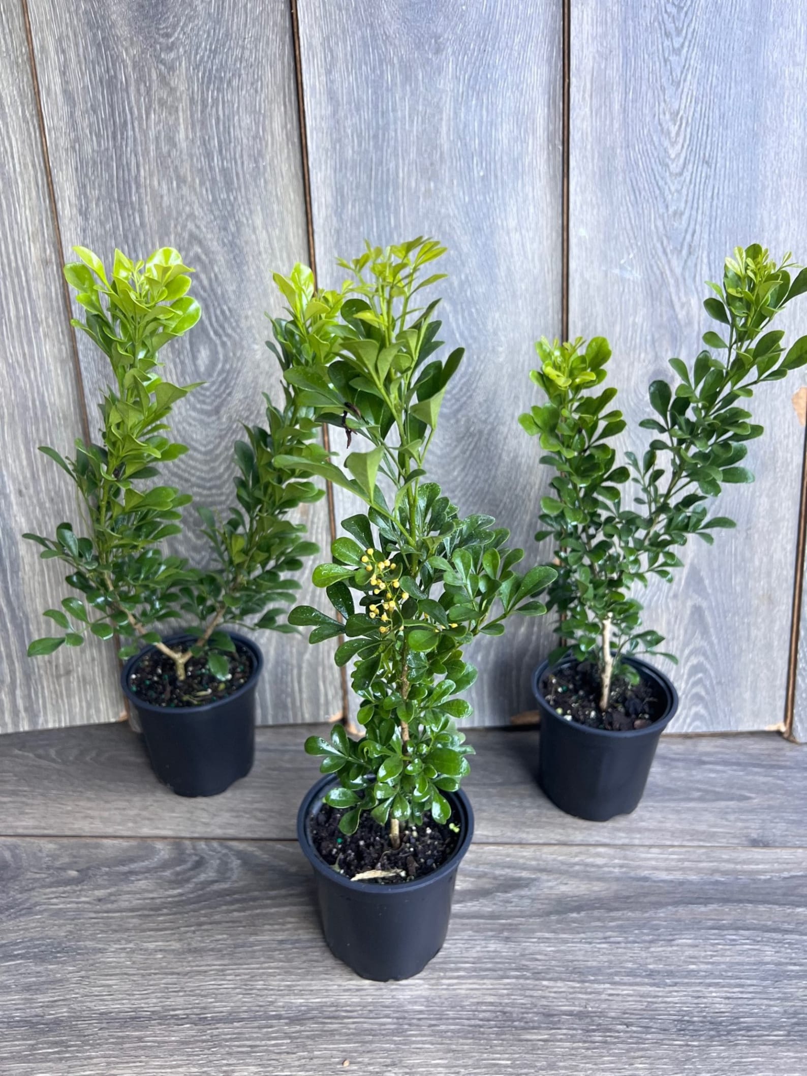 Chinese Perfume Tree, Chinese Rice Flower, in 4 Pot Aglaia Odorata - Etsy