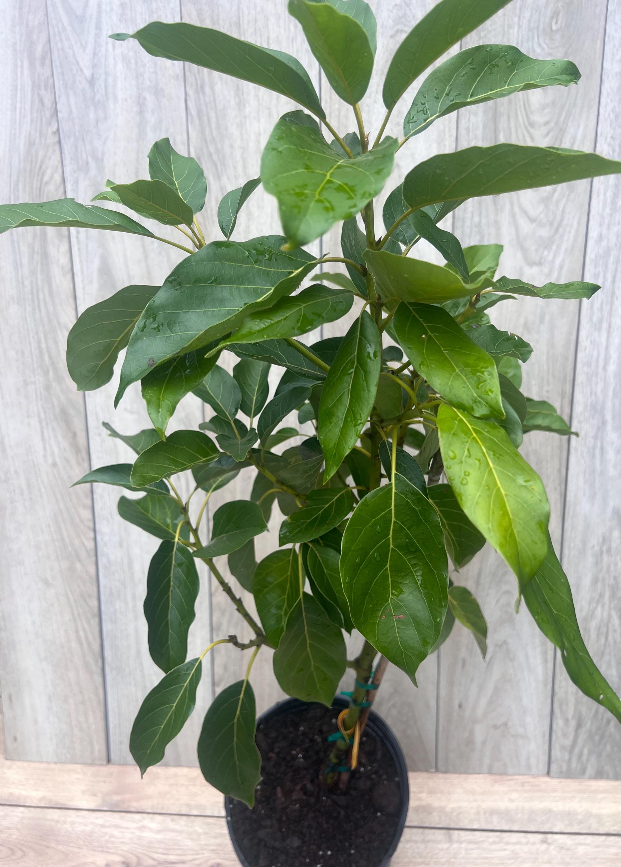 Monroe Avocado Tree, Cold Hardy, Grafted in 3 Gallons Pot - Etsy