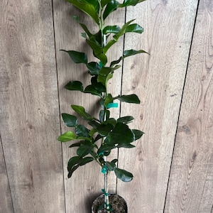 Kaffir Lime Tree - Citrus Hystrix Makrut in Half Gal Pot, Kieffer Lime ...