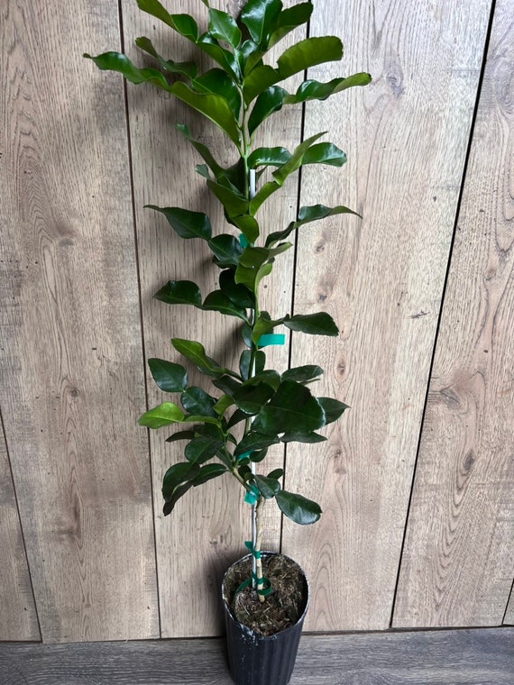 Kaffir Lime Tree Citrus Hystrix Makrut In Half Gallon Pot,, 02/18/2024