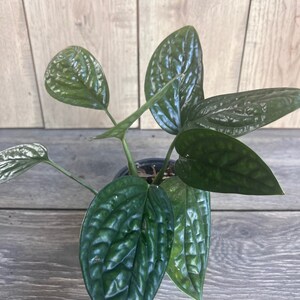 Monstera Peru in 4" Pot, House Plant - Etsy