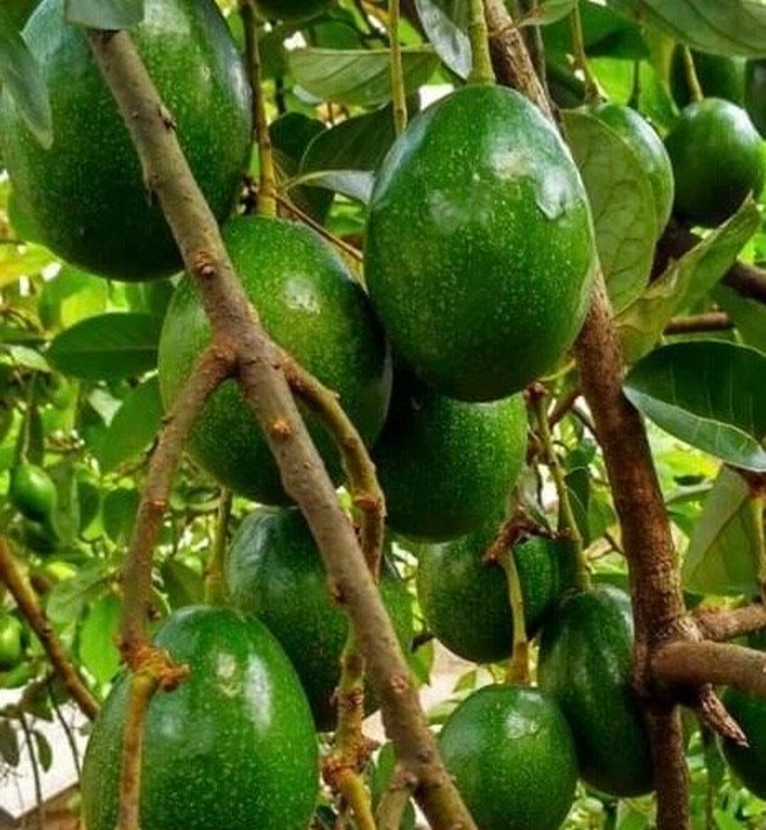 Simmonds Avocado Tree , Grafted in 3 Gallons Pot, No Ship to CA and HI ...