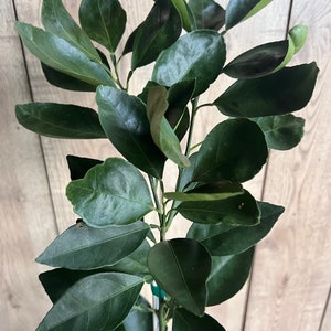 Grafted Shiranui Dekopon Mandarin Orange Tree in Half Gallon Pot ...