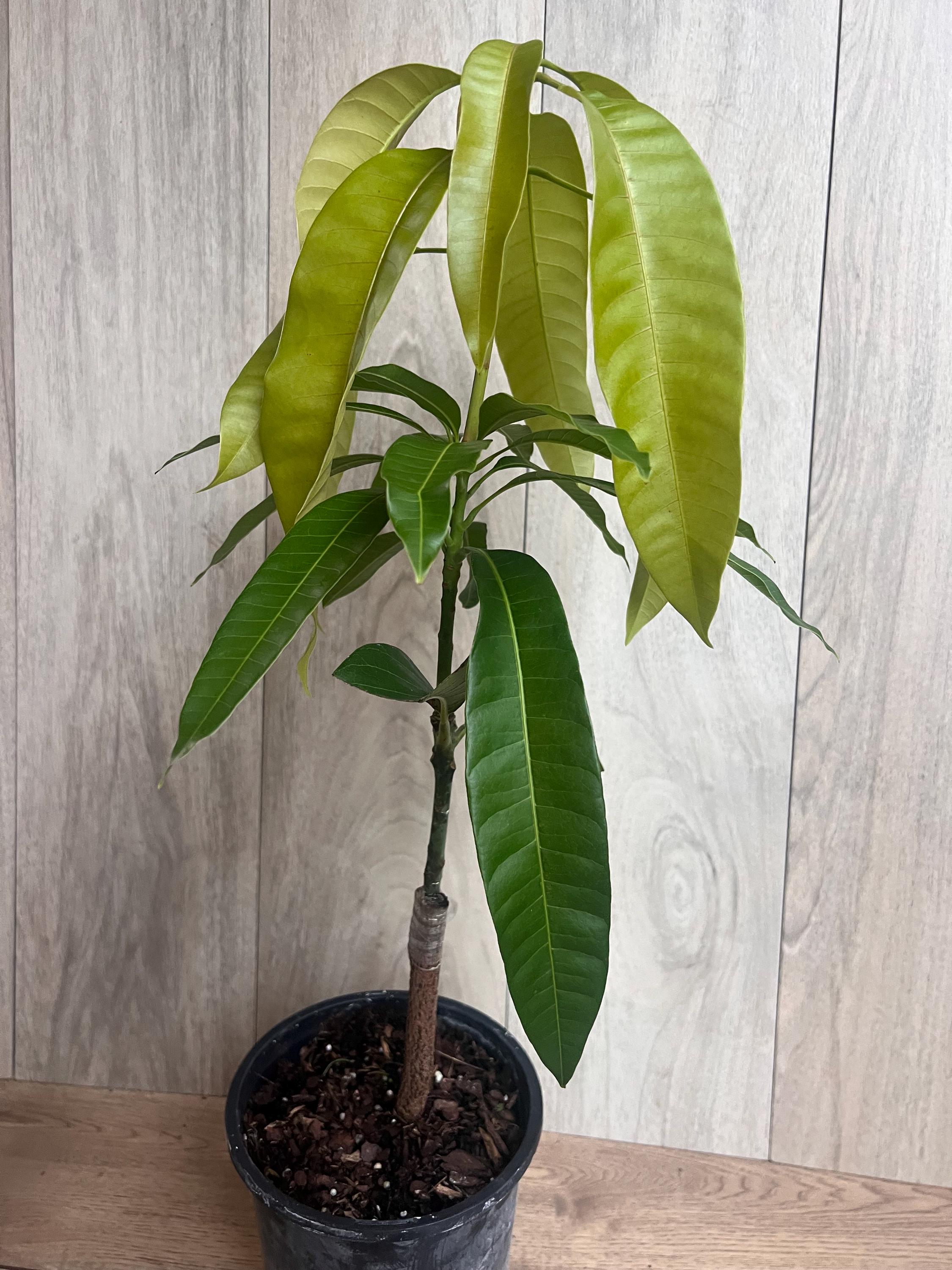 Grafted Keitt Mango Tree, Dwarf Variety (1/2 Gallon Pot) - Etsy