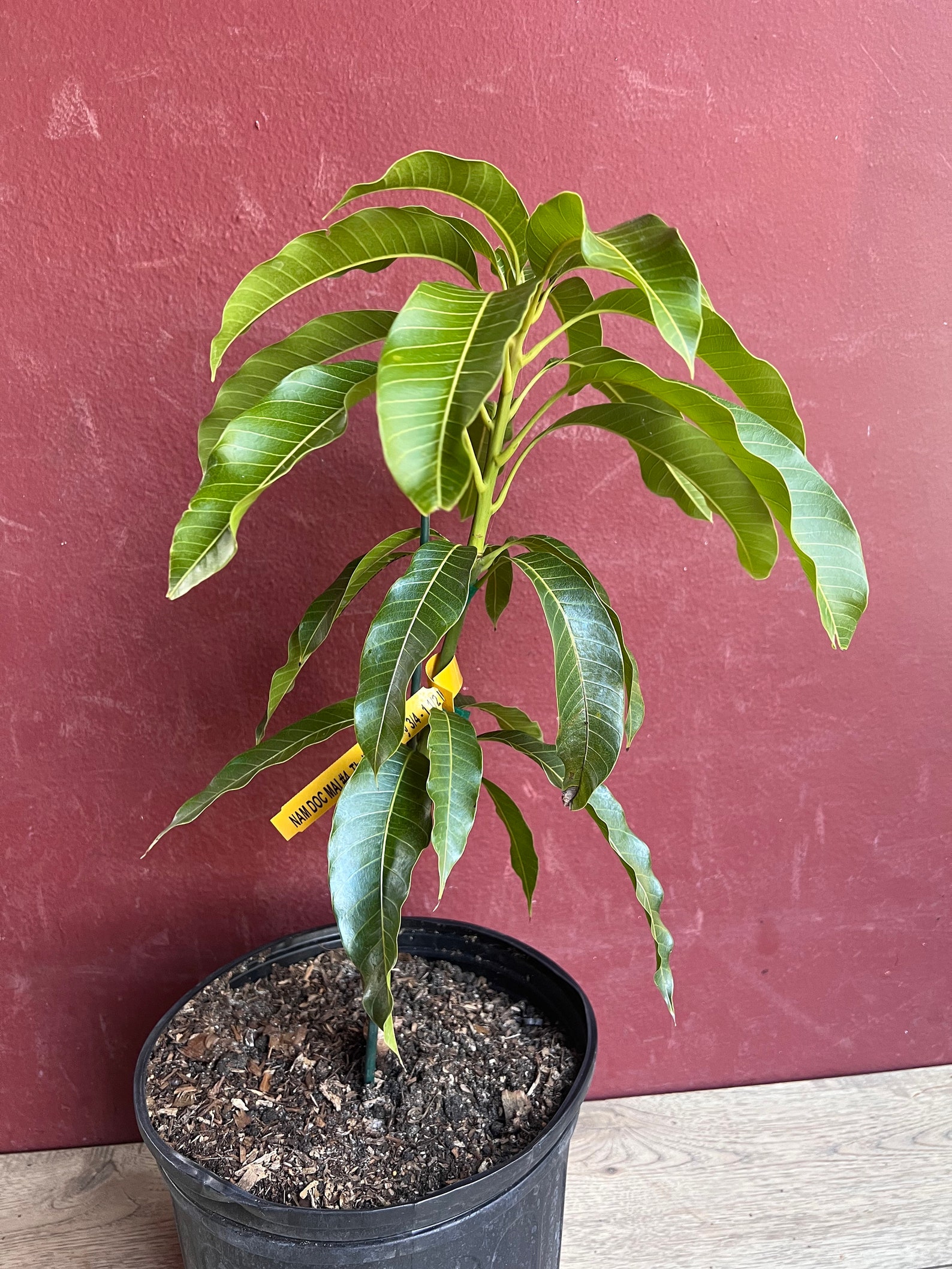 Kesar Mango Tree, Grafted in 3 Gallons Pot, No Ship to CA and HI - Etsy