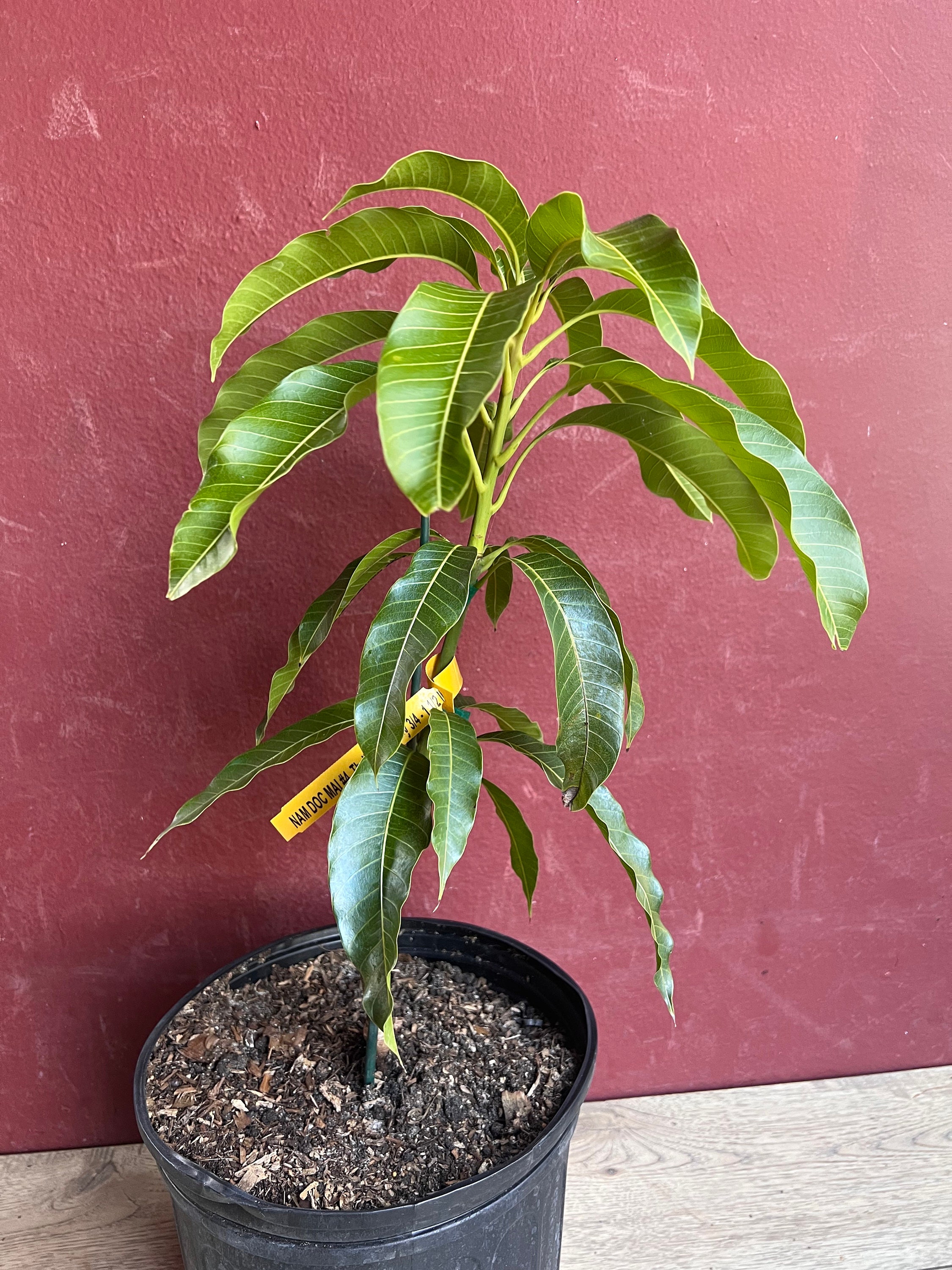 Kesar Mango Tree, Grafted in 3 Gallons Pot, No Ship to CA and HI - Etsy