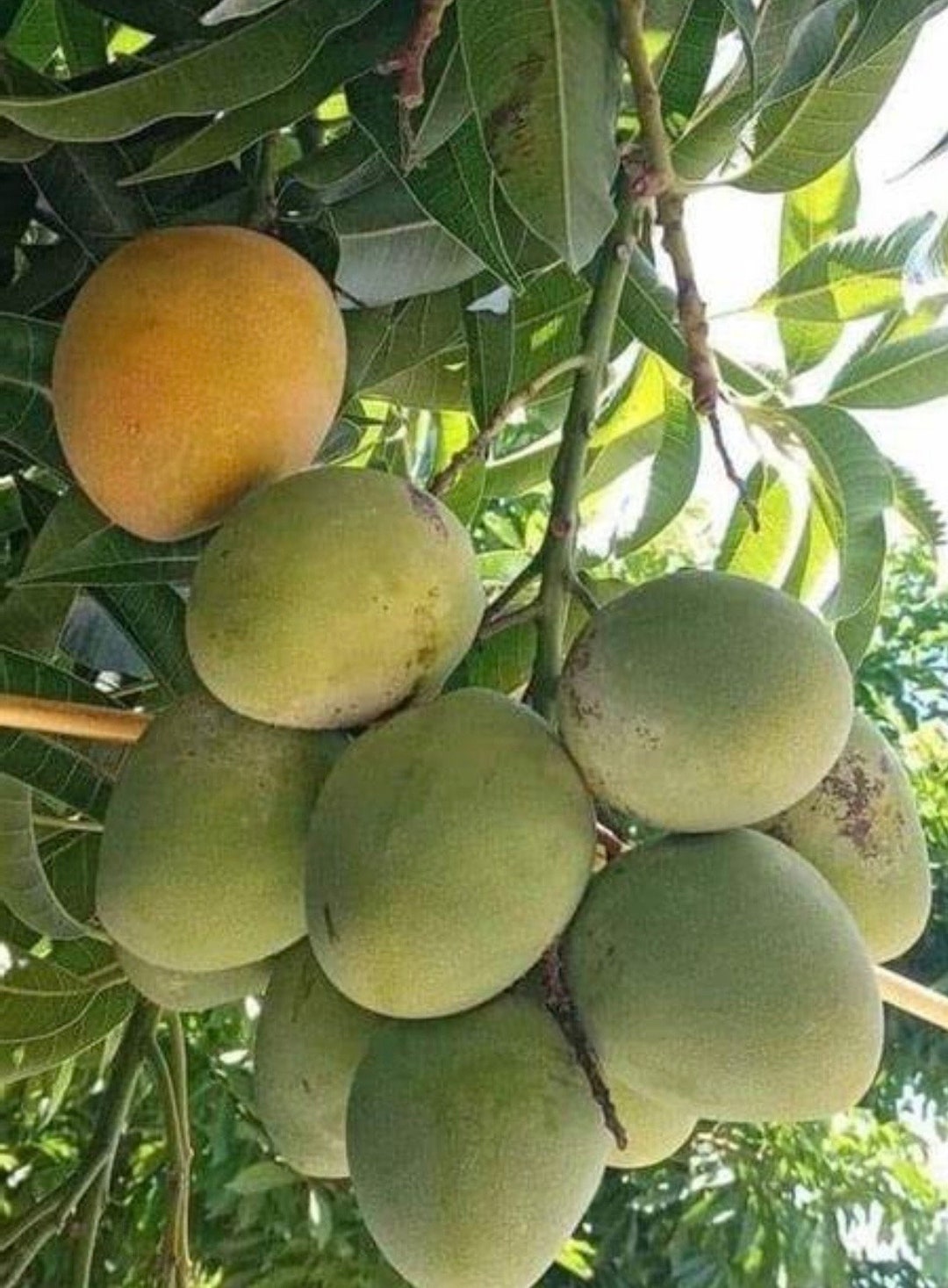 Fruit Punch Mango Tree, Grafted in 3 Gallons Pot, No Ship to HI - Etsy