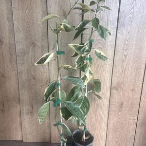 Variegated Minneola Tangelo, Honeybell in Half Gallon Pot, Florida ...