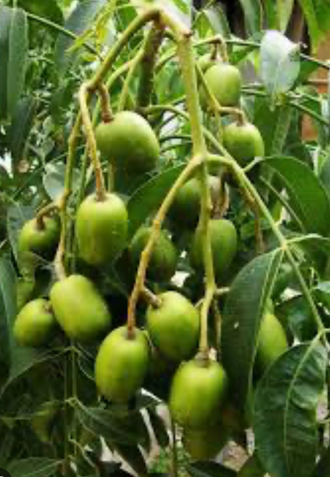 June Plum Dwarf, Ambarella Fruits, Jewel Plums in 10" Pot, Kedondong ...