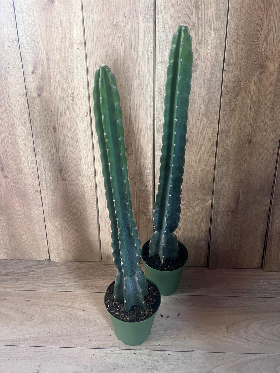 Large Cuddly Cactus, Cereus Jamacaru in 6"pot, Blue Spineless Cactus - Etsy