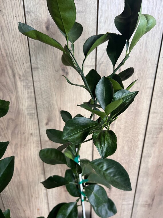 Tangerine Tree Leaves