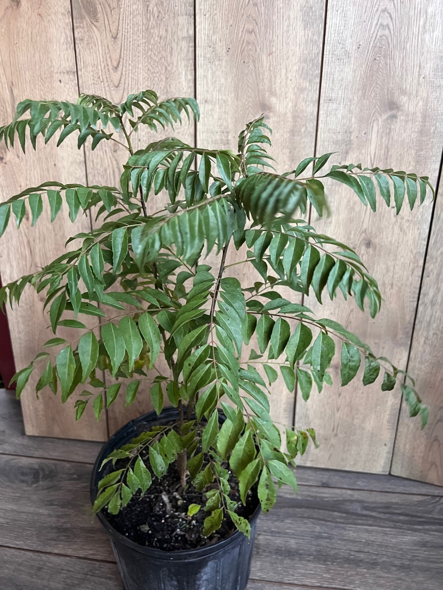 Curry Leaf Plant, Murraya Koenigii, in 10" Pot - Etsy