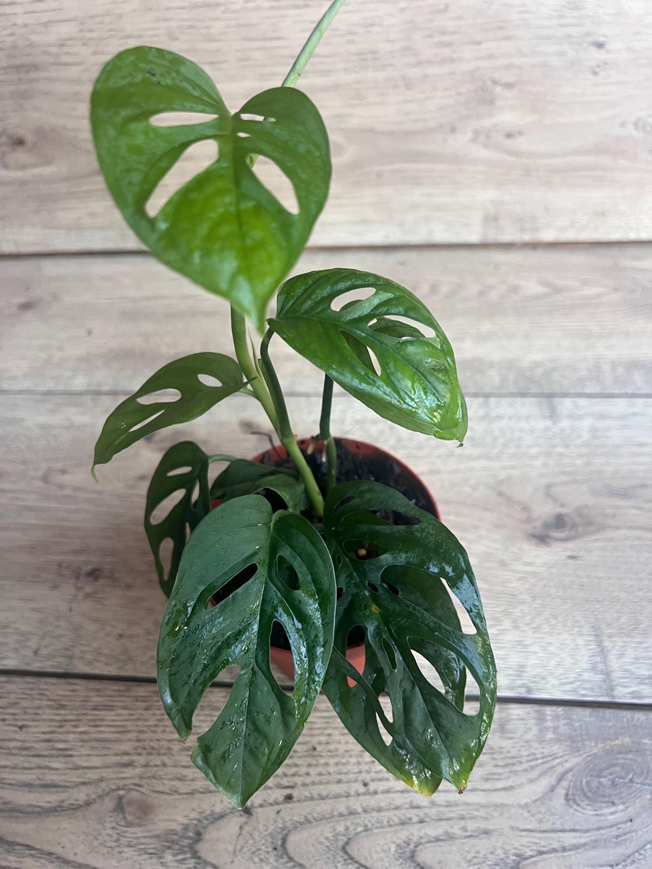 Monstera Esqueleto, Epipremnoides in 4" Pot - Etsy
