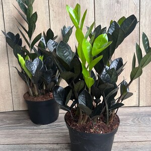 Black Raven ZZ, Dark Zz Plant in 5.5" Pot, Zamioculcas Zamiifolia Raven ...