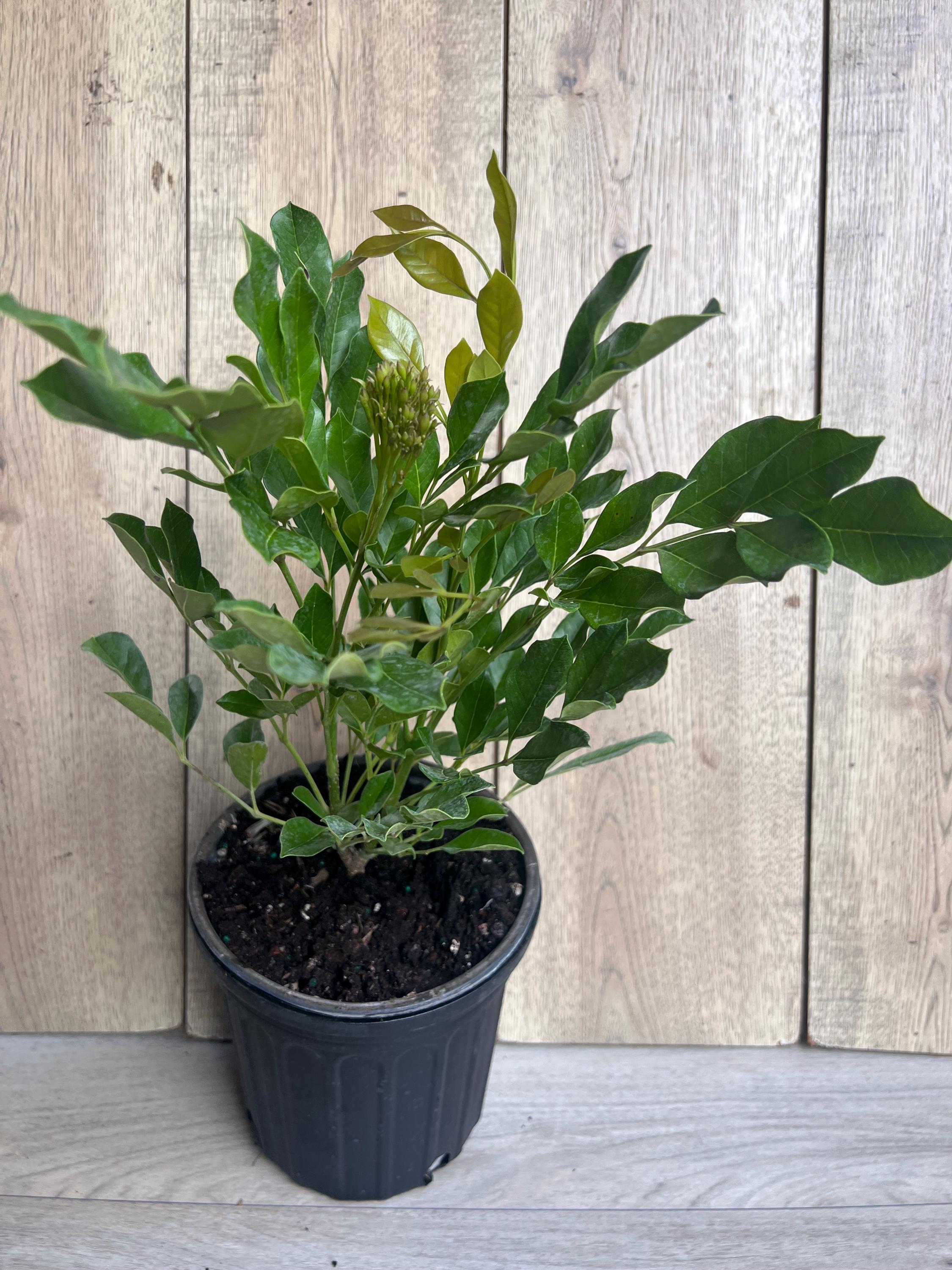 Radermachera Kunming, Dwarf Tree Jasmine in 6" Pot, Fragrant Flower ...