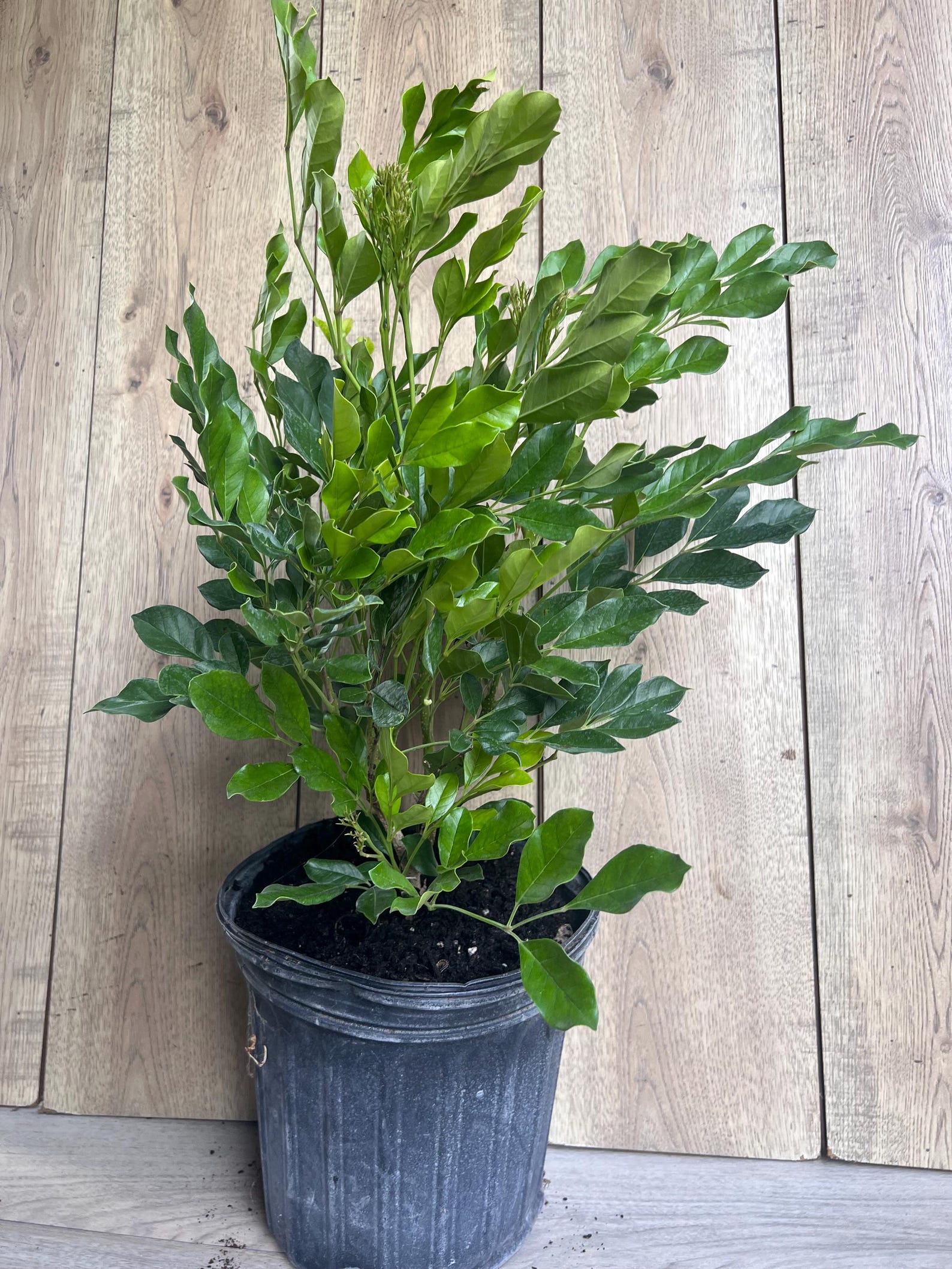 Radermachera Kunming, Dwarf Tree Jasmine in 3 Gallons Pot, Fragrant ...