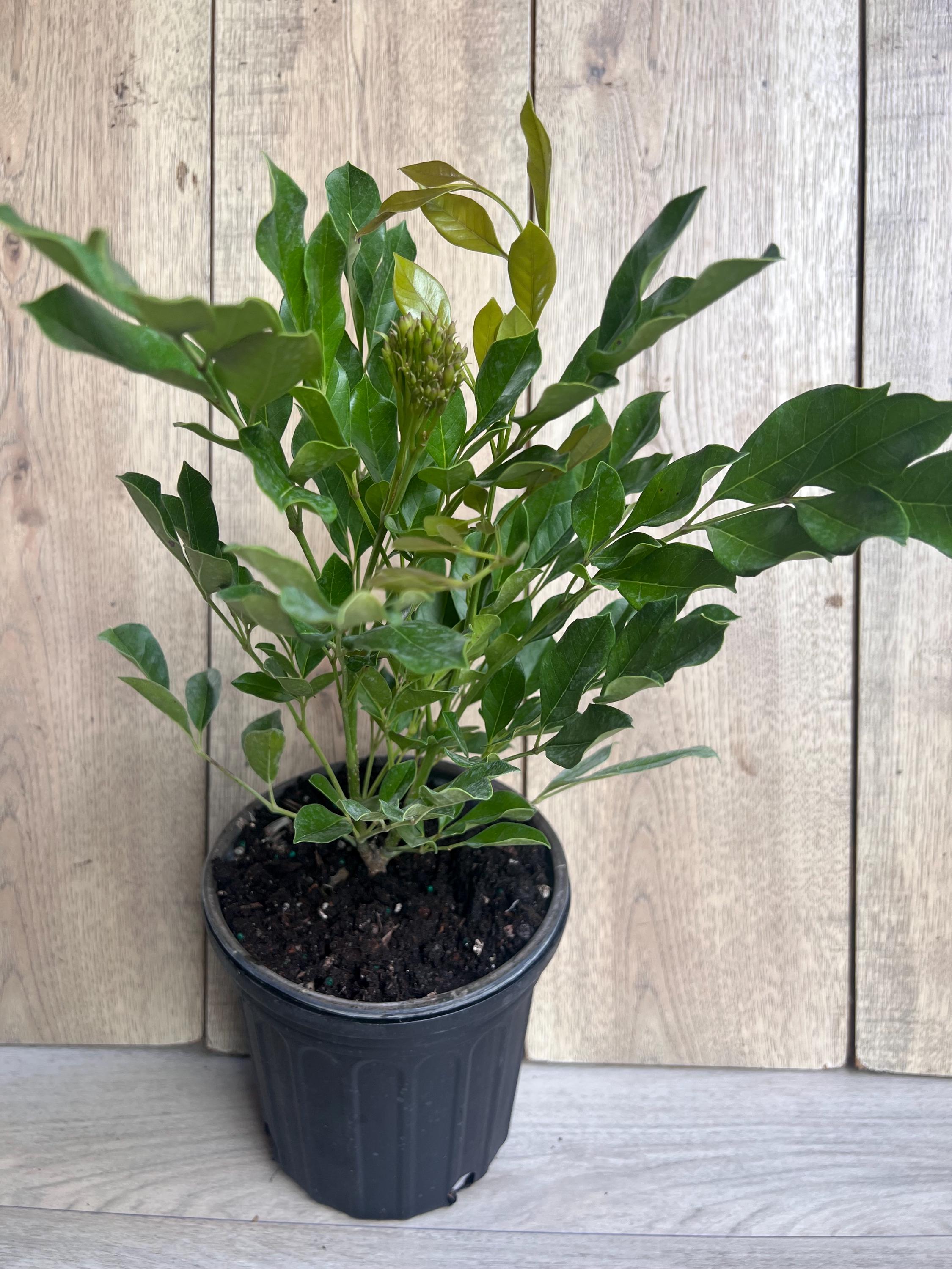 Radermachera Kunming, Dwarf Tree Jasmine in 6" Pot, Fragrant Flower ...