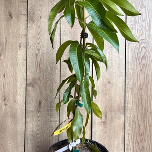 Sugar Loaf Mango Tree. Grafted in 3 Gallons Pot, No Ship to HI - Etsy