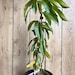 Sugar Loaf Mango Tree. Grafted in 3 Gallons Pot, No Ship to HI - Etsy