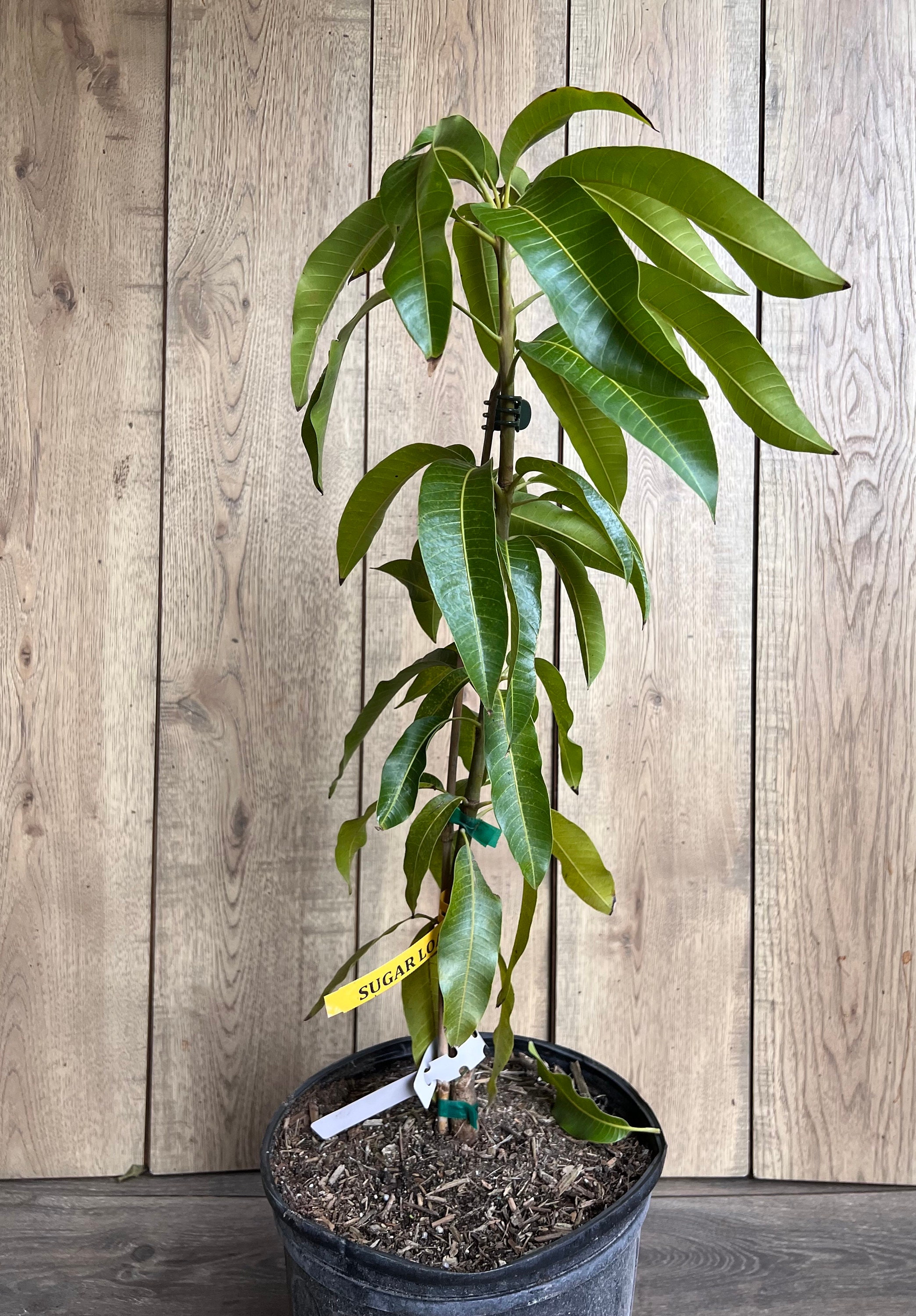 Sugar Loaf Mango Tree. Grafted in 3 Gallons Pot, No Ship to HI - Etsy