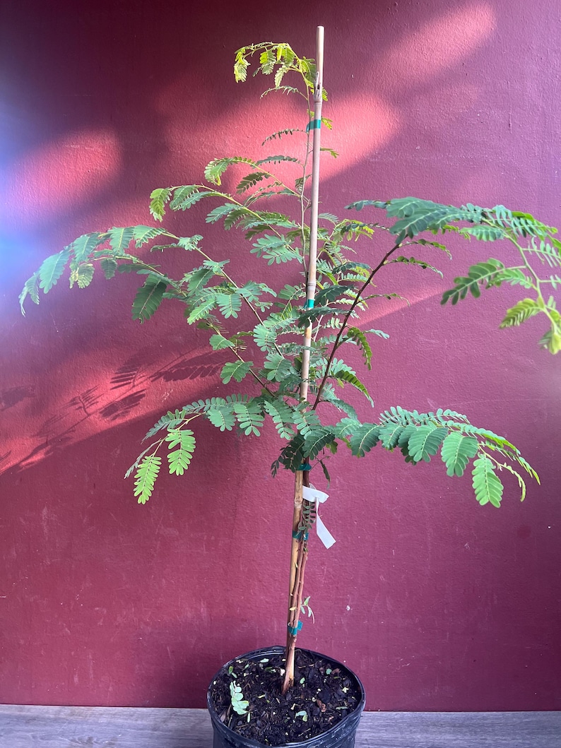 Large Tamarind Tree, Tamarindus Indica in 3 Gallons Pot, Pohon Asem - Etsy